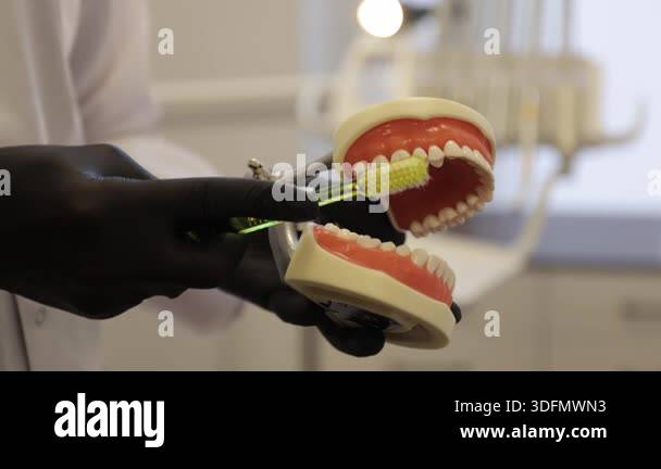 Orthodontist teaching proper tooth brushing technique using a human jaw ...