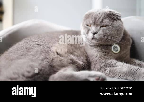 Adorable gray scottish fold cat with orange eyes resting and blinking ...
