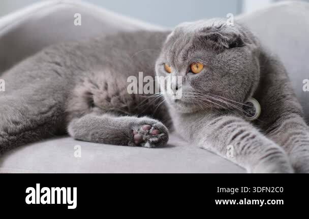 Beautiful grey purebred scottish fold cat with large amber eyes slowly ...