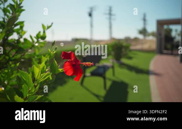 red flower in the garden, summer day Stock Video Footage - Alamy