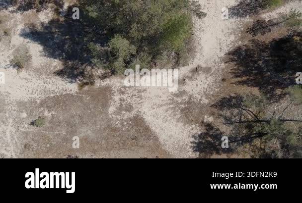 Aerial view of a forest dune landscape, a sandy landscape with ...