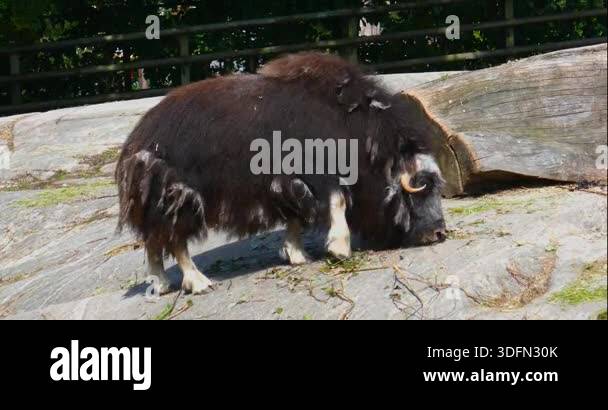 Musk ox (ovibos moschatus) eating in summer, Korkeasaari Zoo, Helsinki ...