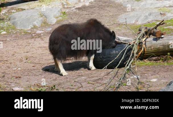 Musk ox (ovibos moschatus) eating in summer, Korkeasaari Zoo, Helsinki ...