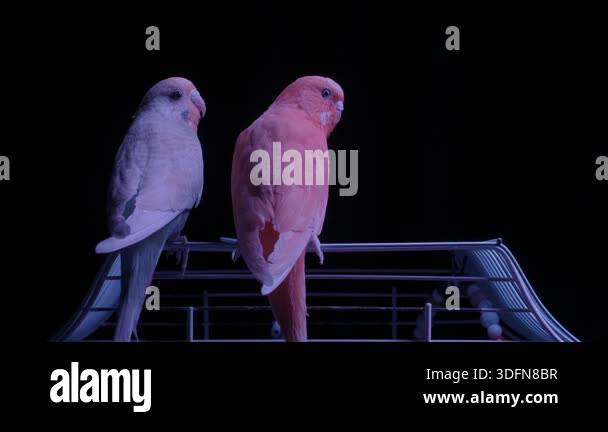A video of two lovebirds perched on a cage under UV light against a ...