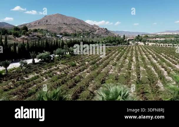 Aerial drone footage flying over vineyard rows in the Spanish ...