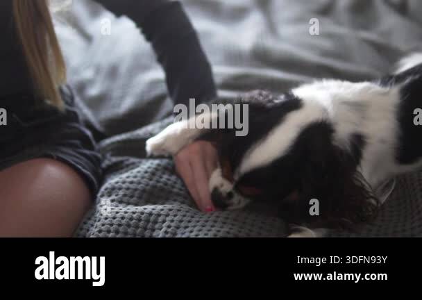 Dog bites girls hand, girl plays with her hand with a puppy of a pair ...