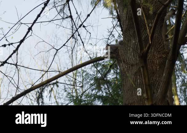 Silhouette of a squirrel sitting on tree branches in the forest thicket ...