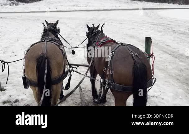 Two harnessed horses standing on a snow-covered ground in a quiet ...