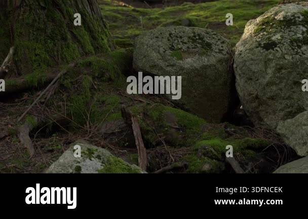 Low angle shot looking upward at a tree trunk surrounded by moss ...