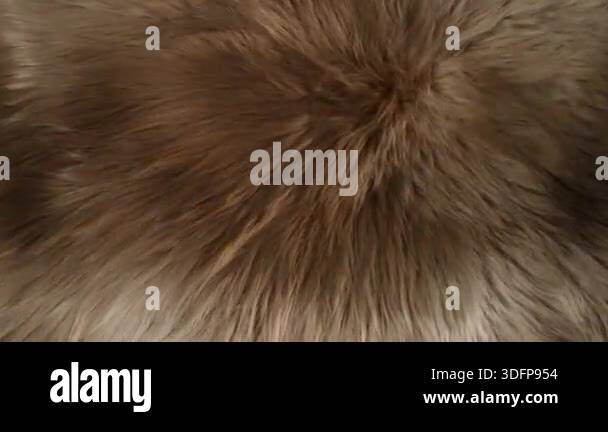 Waving Real Animal Fur Texture Background in Slow Motion, 1000fps ...