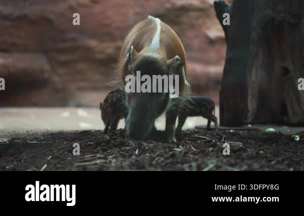 Red river hog with its striped piglet foraging in a natural enclosure ...