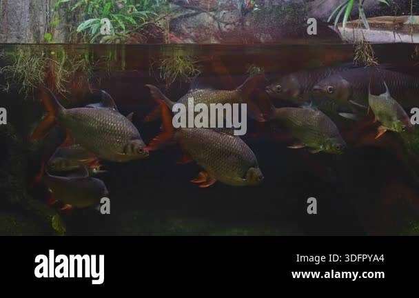 Group of tinfoil barb fish swimming in aquarium Stock Video Footage - Alamy