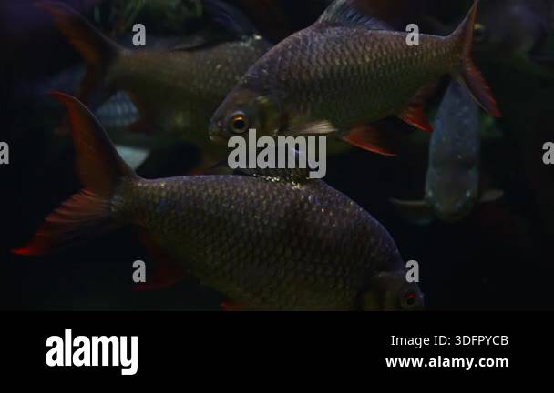 Group of tinfoil barb fish swimming in aquarium Stock Video Footage - Alamy