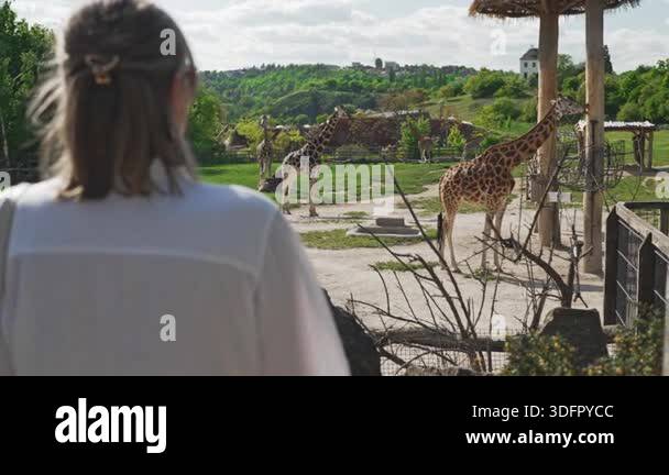 Woman watching giraffes in a natural safari park Stock Video Footage ...