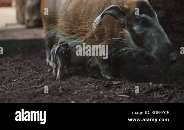 Red river hog with its striped piglet foraging in a natural enclosure ...