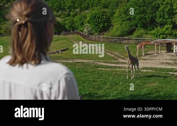 Woman watching giraffes in a natural safari park Stock Video Footage ...