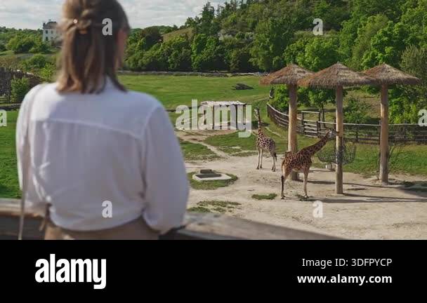 Woman watching giraffes in a natural safari park Stock Video Footage ...