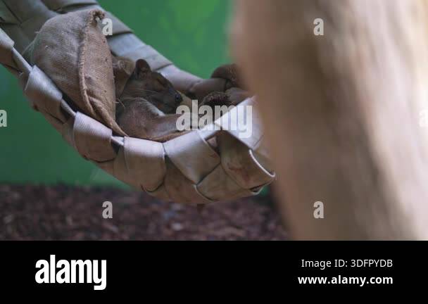 Fossa madagascar Stock Videos & Footage - HD and 4K Video Clips - Alamy
