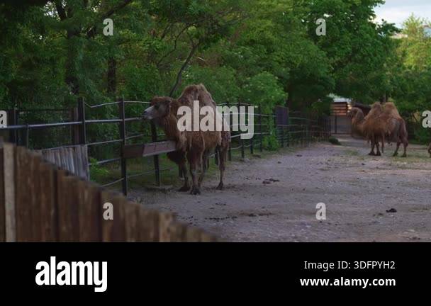 Bactrian camel standing in an enclosure with lush green trees Stock ...