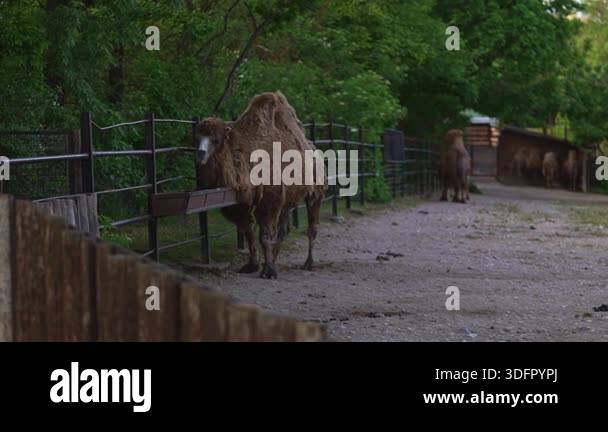 Bactrian camel standing in an enclosure with lush green trees Stock ...