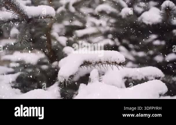 A serene winter scene of heavy snow beginning to fall on a dense forest ...