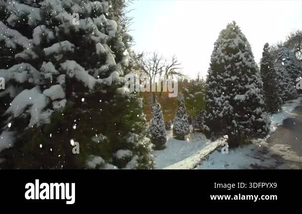 A serene looped animation of festive Christmas trees as gentle snow ...