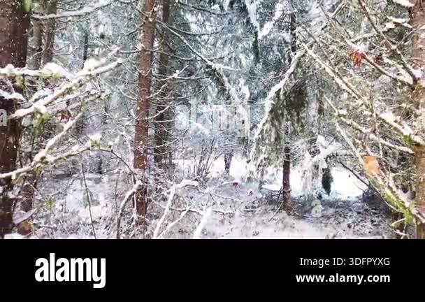 A serene view of a snowy forest captured in reverse motion, as gentle ...