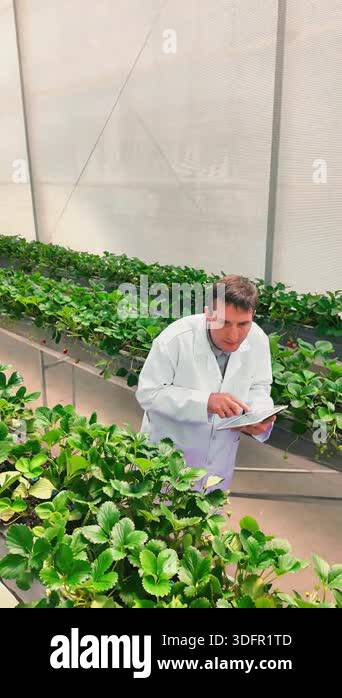 Agronomist in a lab coat uses a tablet to inspect strawberries growing ...