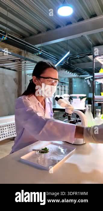 Scientist in a lab coat uses a microscope in a high tech indoor farm ...