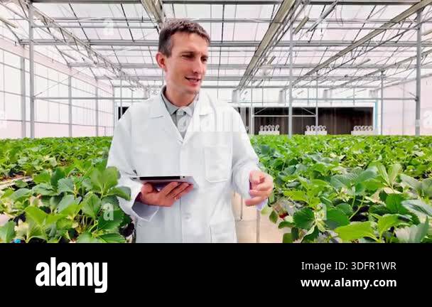 Agronomist in a lab coat uses a tablet to inspect strawberries growing ...
