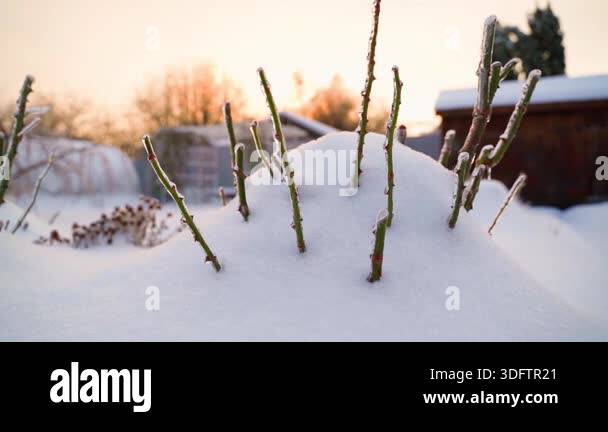 A rose bush in winter covered in snow and ice in the morning. Smooth ...
