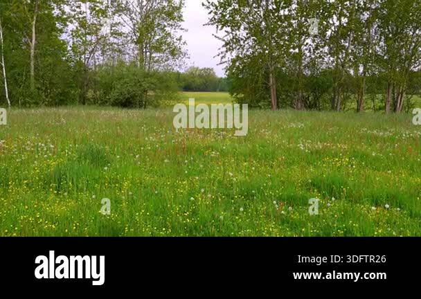 Scenic rural meadow with green grass, wildflowers, dandelions and leafy ...