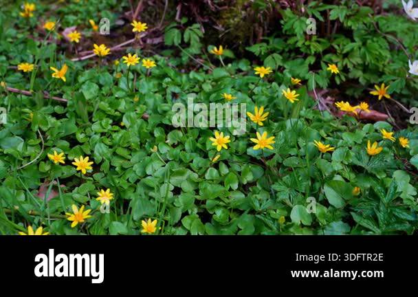 Close up view of delicate yellow ranunculus flowers blooming among ...