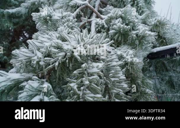 Pine branch covered with ice after freezing rain. Pine tree in snow and ...