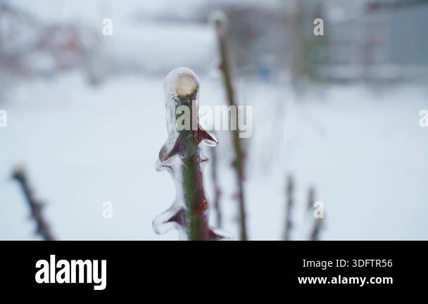 Freezing rain covered the pruned rose trunks with ice, close-up. Severe ...