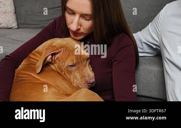 Close up of cute American Staffordshire Terrier puppy lying in its ...