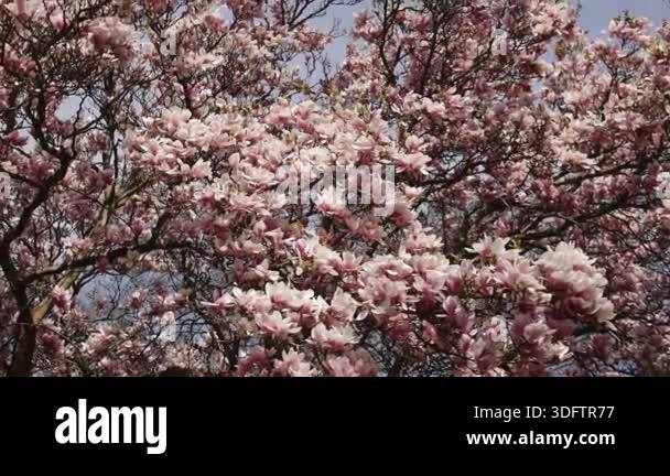 Wide shot of magnolia branches covered in pink blossoms moving gently ...