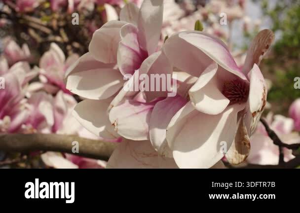 Close-up of female hands gently holding magnolia blossoms with soft ...