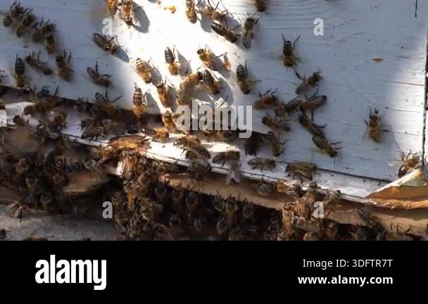 Close up of honeybees warming in sun on their beehive. Beekeeping ...