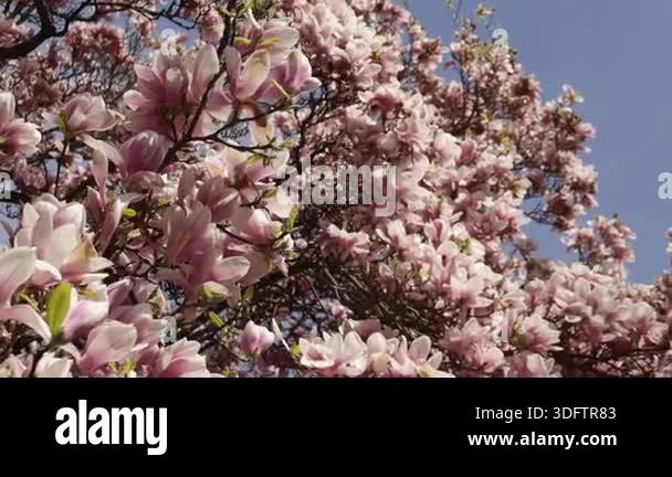 Wide shot of magnolia branches covered in pink blossoms moving gently ...