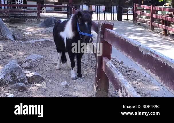 A miniature black horse with white blaze and blue halter stands in ...