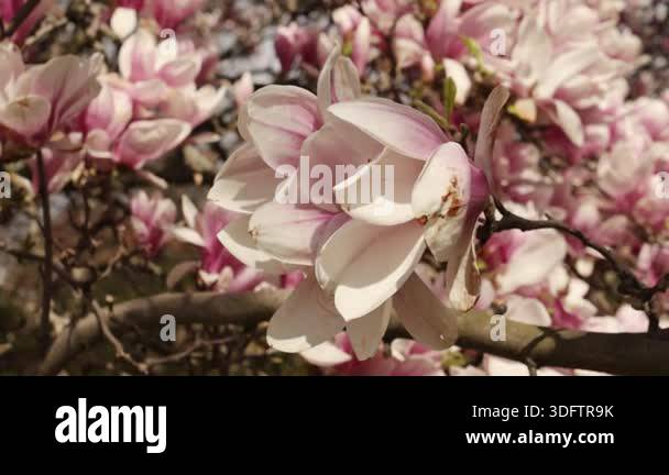 Close-up of female hands gently holding magnolia blossoms with soft ...