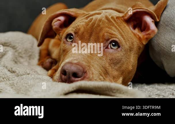 Close up portrait cute American Staffordshire Terrier puppy. Adorable ...