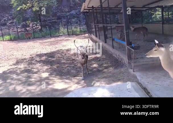 A majestic hart with impressive antlers stands alert in sunny zoo while ...