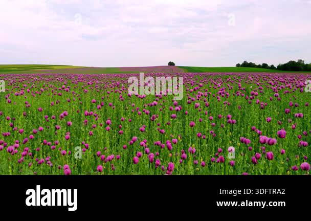 Beautiful field of purple poppies stretching to horizon under open sky ...