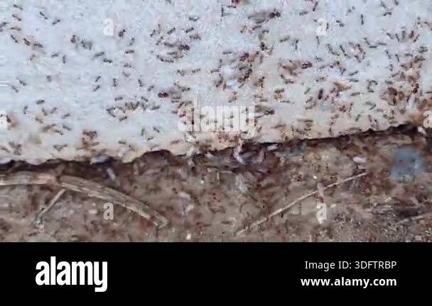 Extreme close-up views capture a colony of orange ants - workers and ...