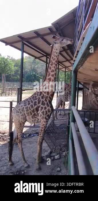 A tall giraffe stands zoo. This 4K vertical footage shows the majestic ...