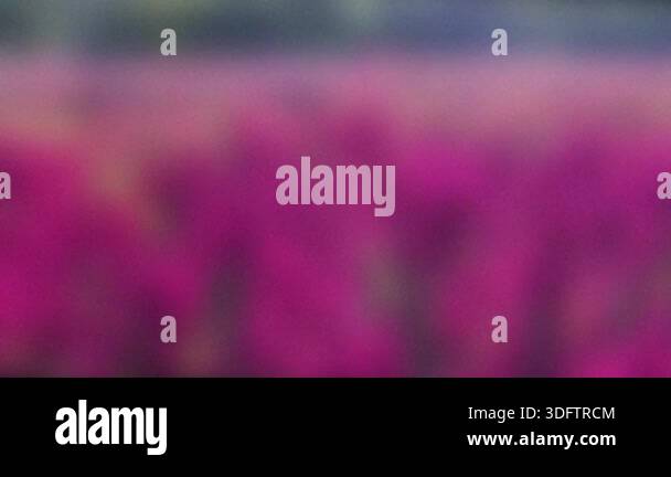 4K VIDEO footage. Soft dreamlike background blurred magenta and pink ...