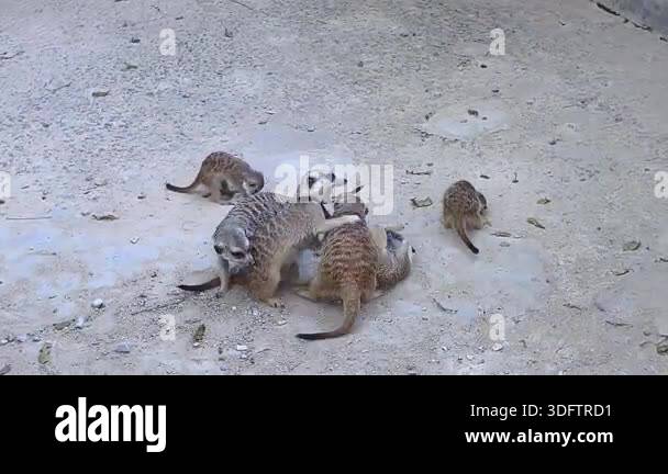 Energetic 4K footage of group of meerkats wrestling and playing ...