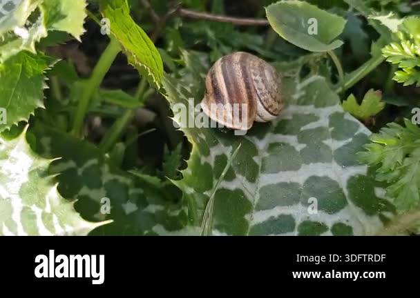 A Mediterranean garden snail (Eobania vermiculata) rests on a vivid ...
